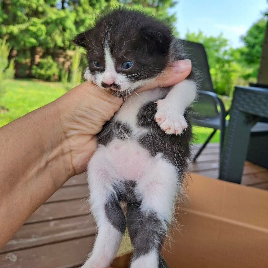 Котёнок в добрые руки