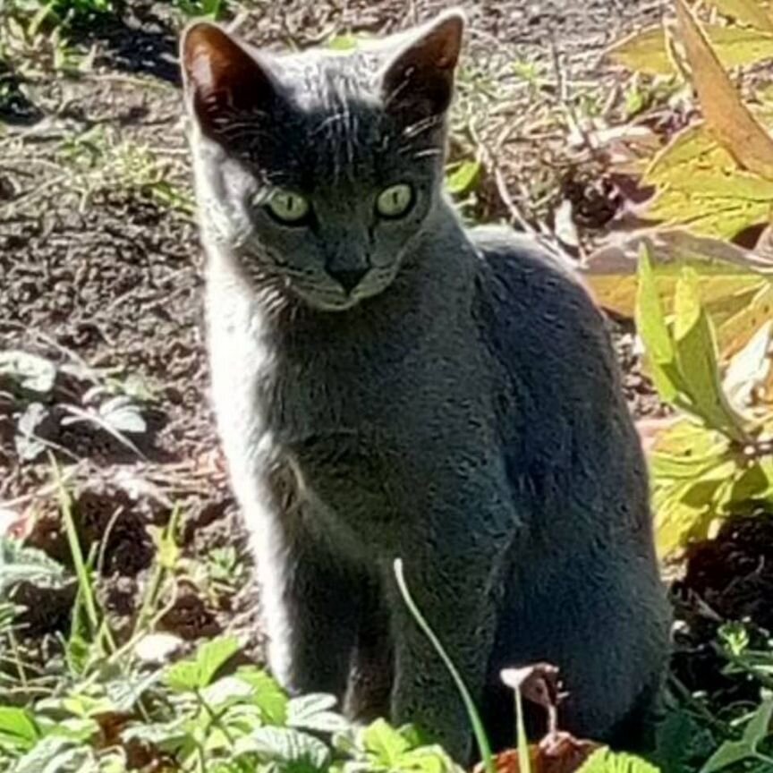 Котеное