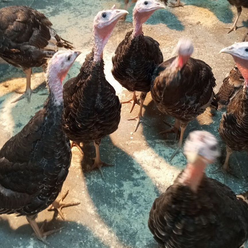 Индюки домашние