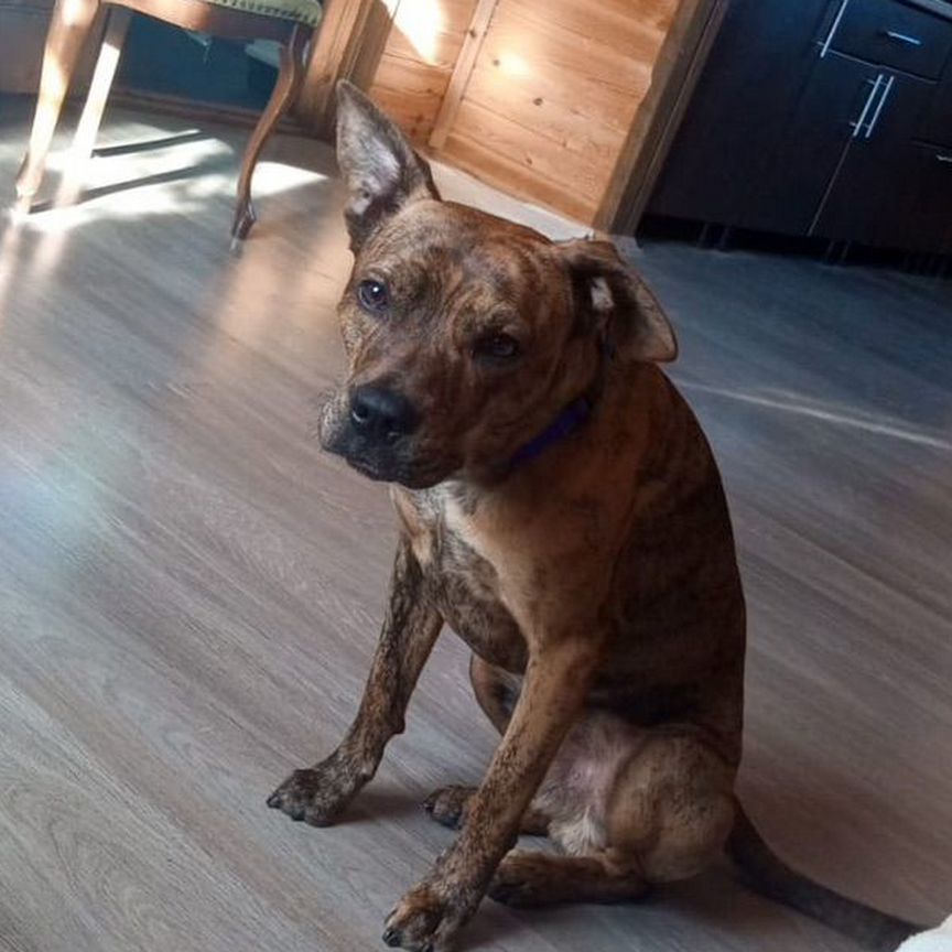 Взрослый пёс в добрые руки