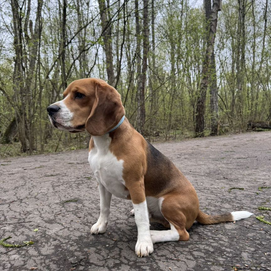 Бигль в добрые руки