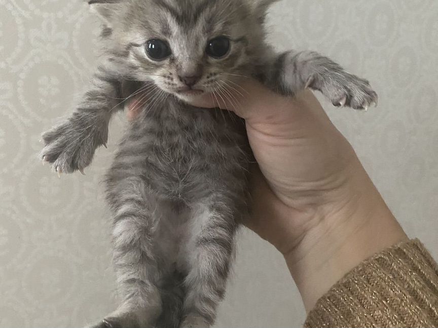 Шотландские прямоухие котята