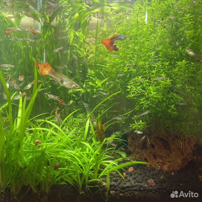 Аквариумные рыбки гуппи красная кобра