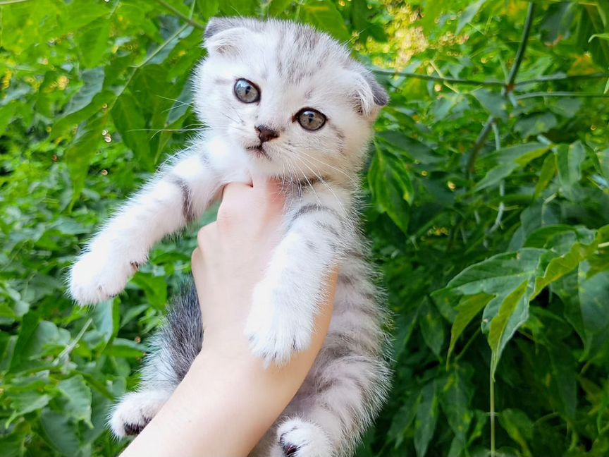 Котята серебряная шиншилла