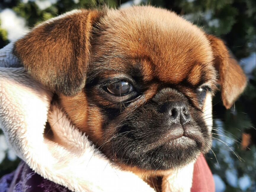 Яркая девочка пти - брабансона