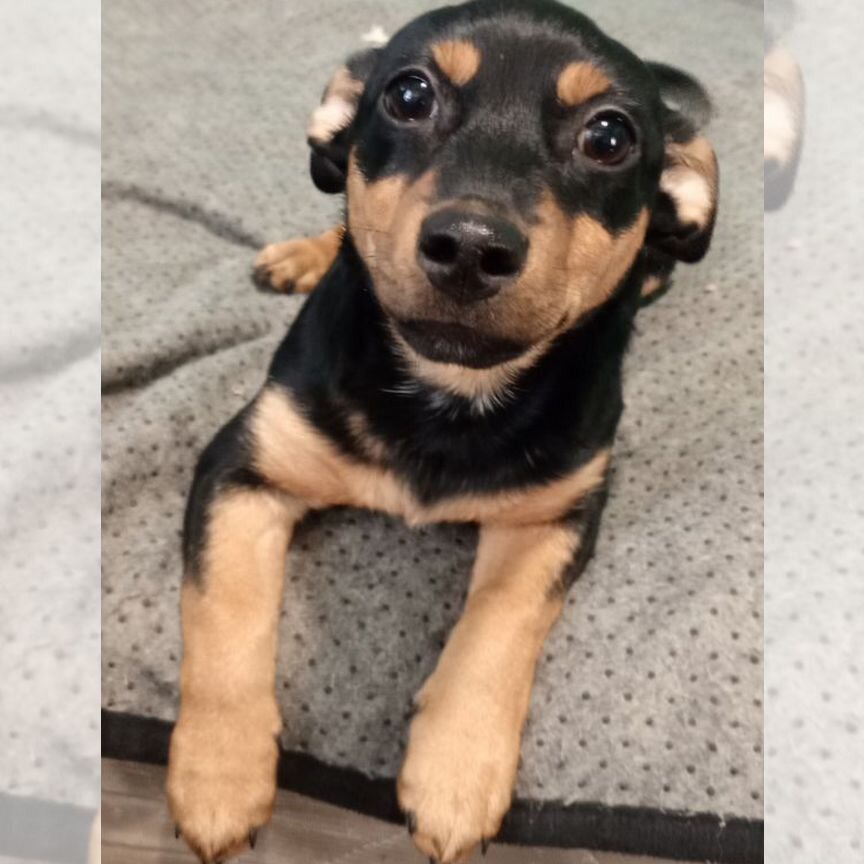 Щенок в добрые руки