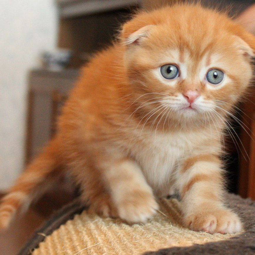 Вислоухие котята