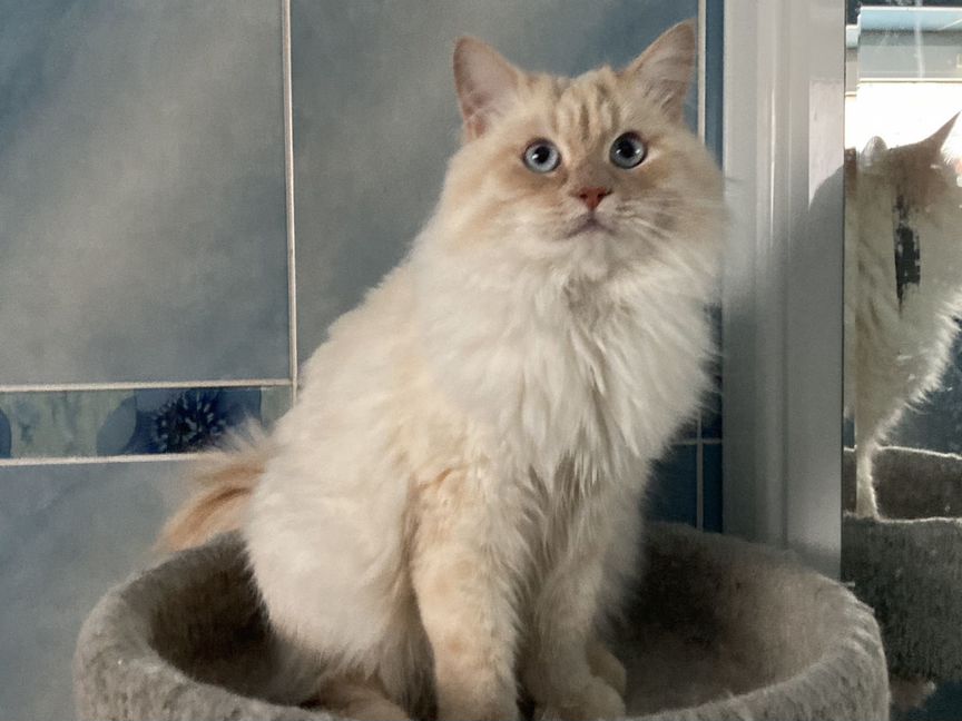 Кот Невский Маскарадный