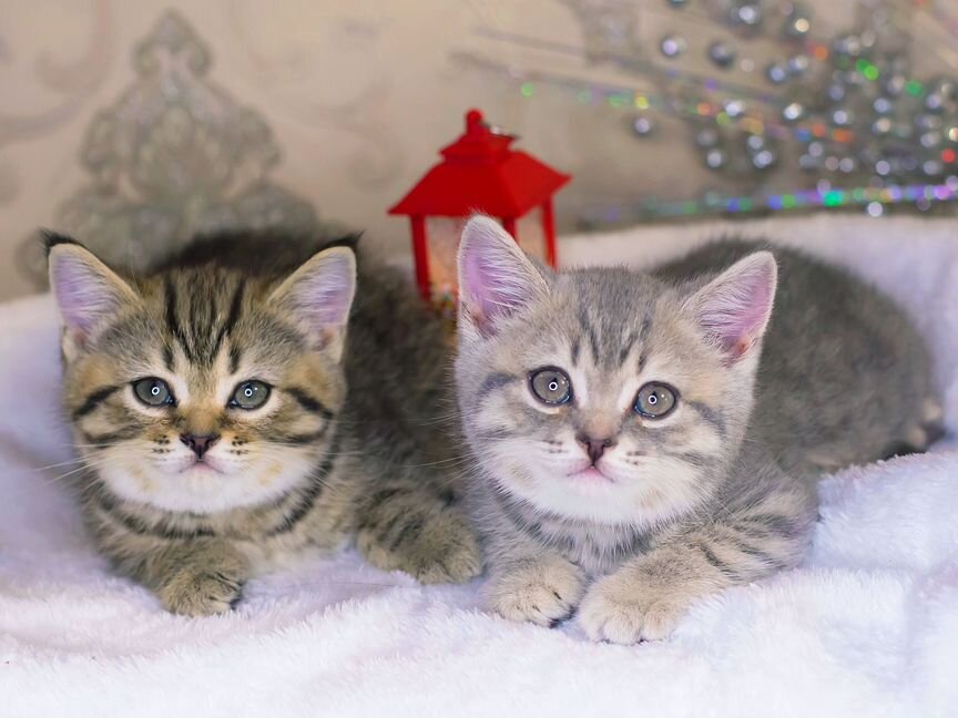 Котята шотландские прямоухие девочки