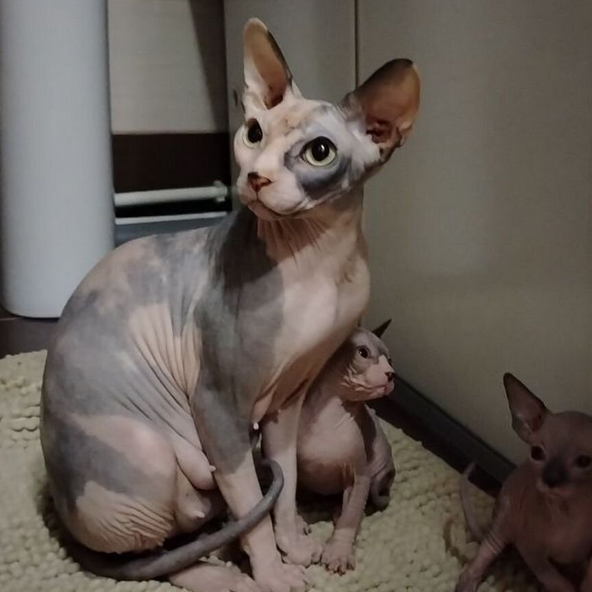 Канадский сфинкс котёнок