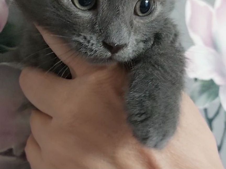 Котенок - ребёнок, 1,5 мес