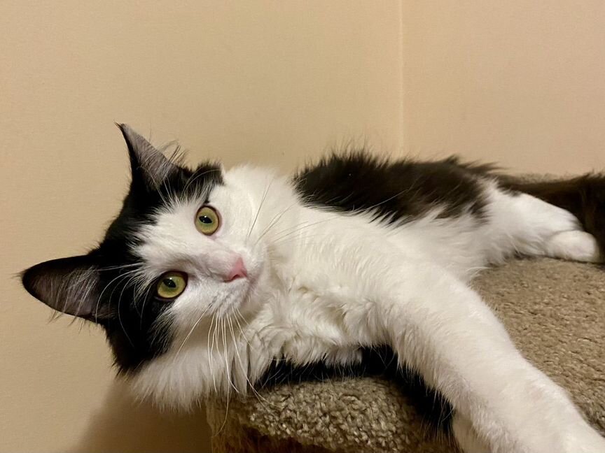 Котенок мальчик бесплатно