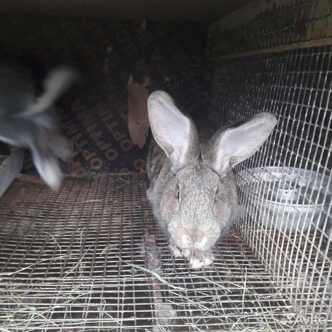 Кролики великаны фландер