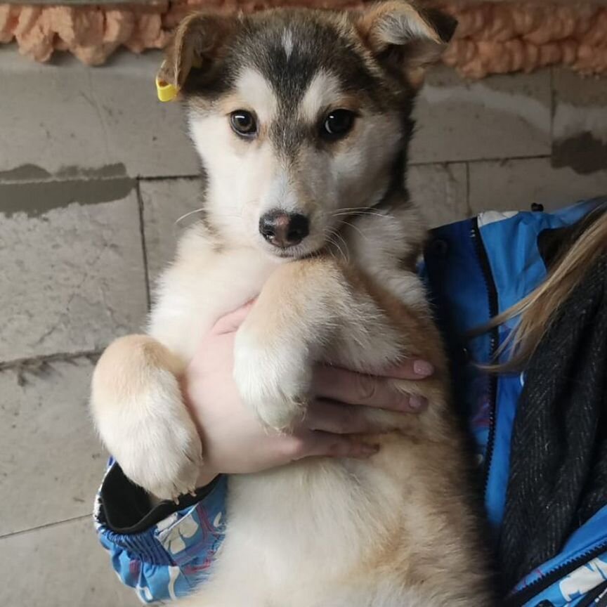Щенок в добрые руки
