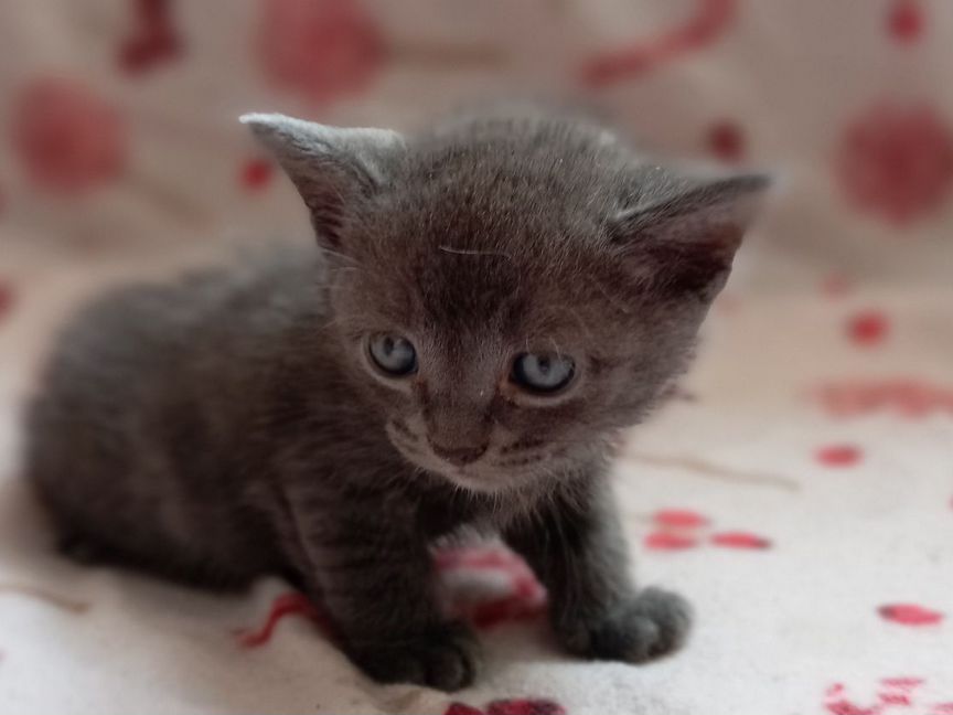 Котята