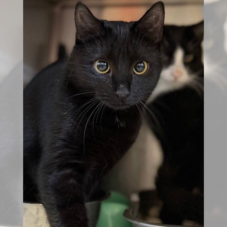 Взрослая кошка в добрые руки