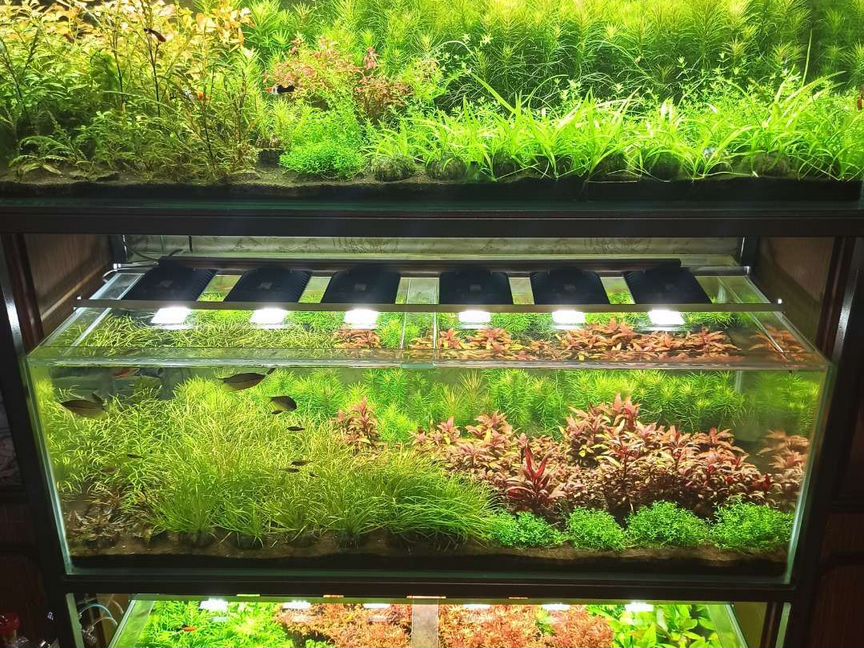 Аквариумные растения