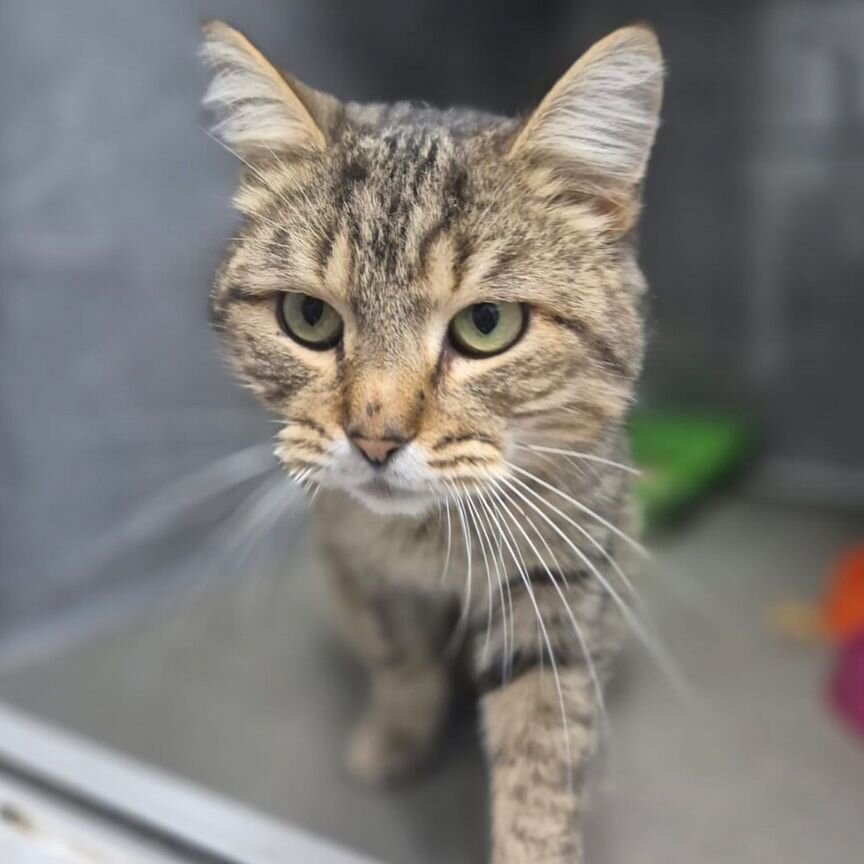 Взрослый кот в добрые руки