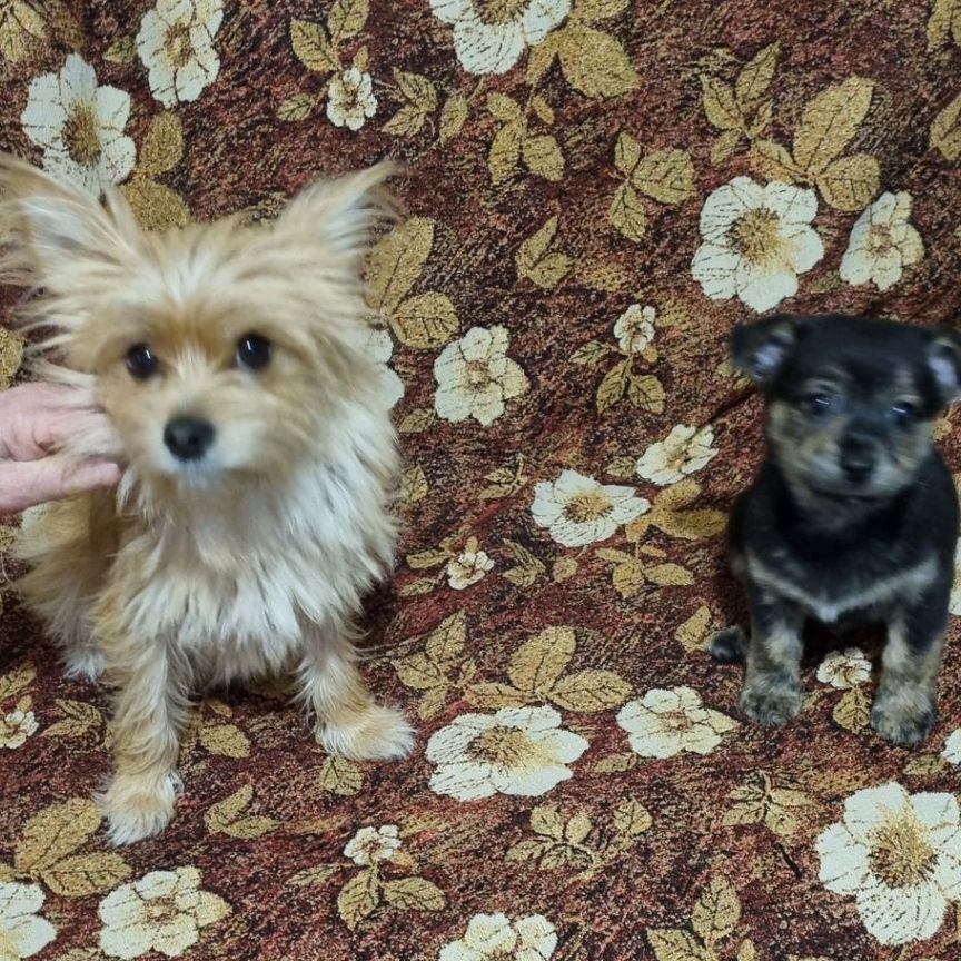 Щенок в добрые руки