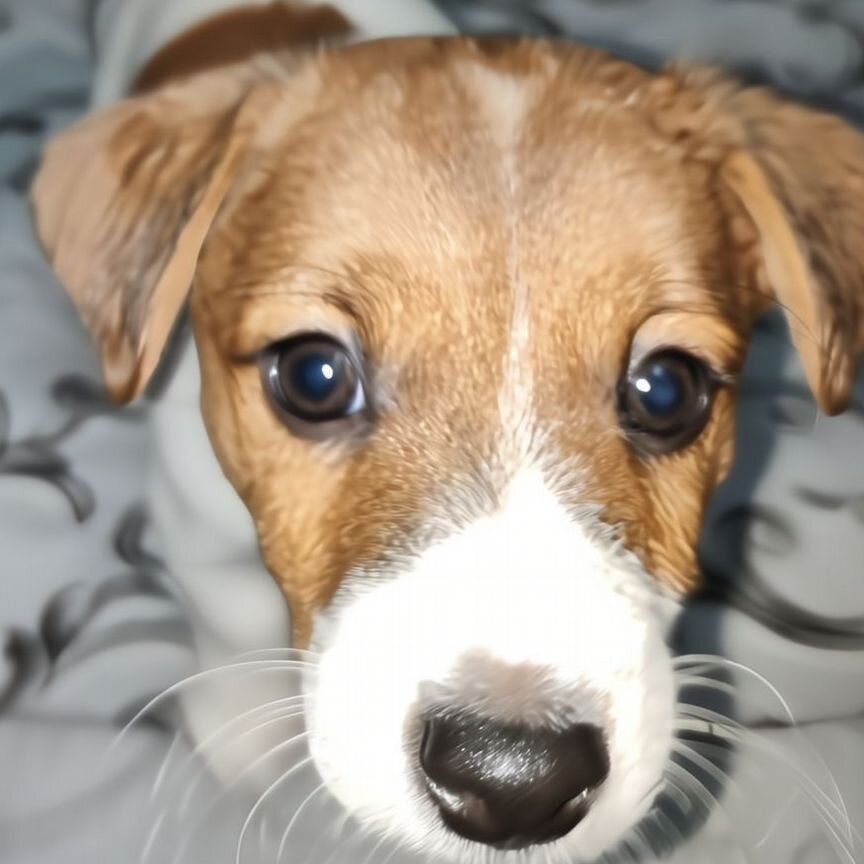 Джек-рассел-терьер, щенок