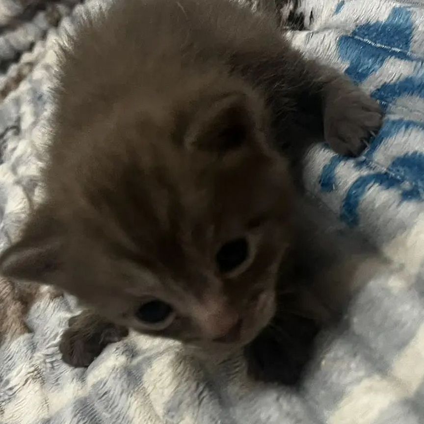 Котёнок в добрые руки