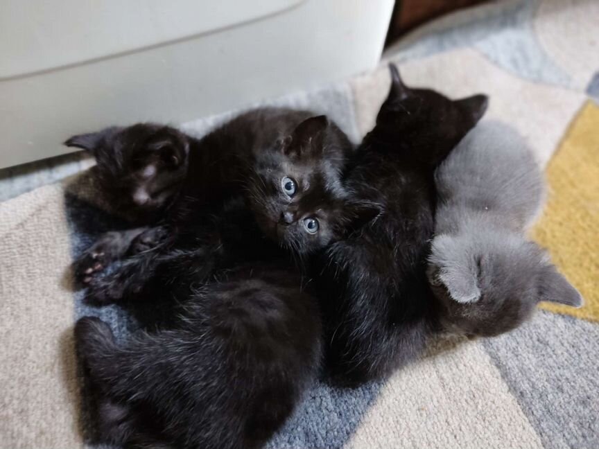 Котята
