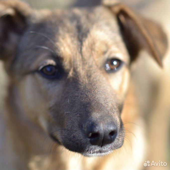 Собака Стеша ищет семью