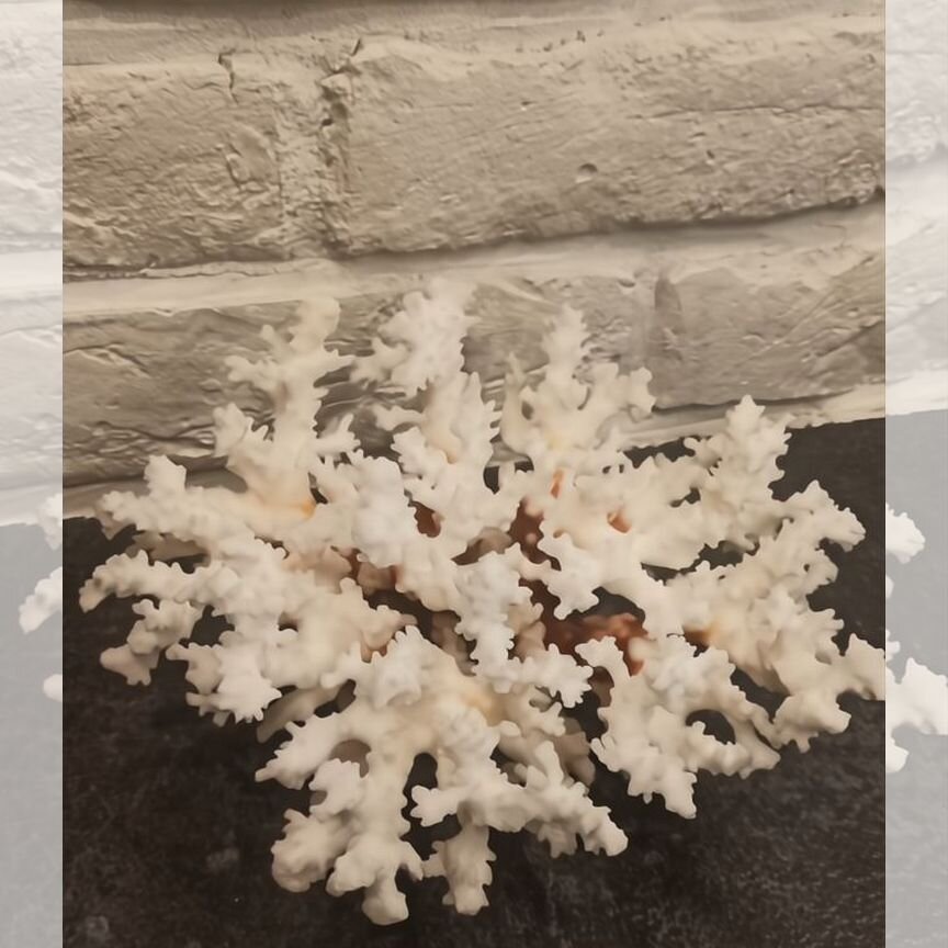 Коралл натуральный большой