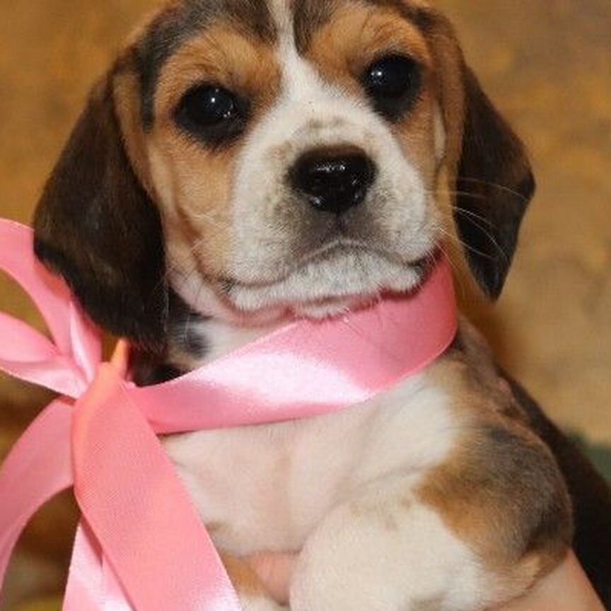 Бигль, щенок