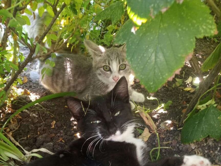 Продаю котят