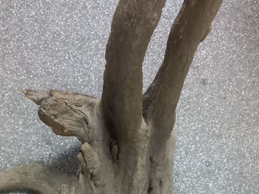 Коряга в террариум