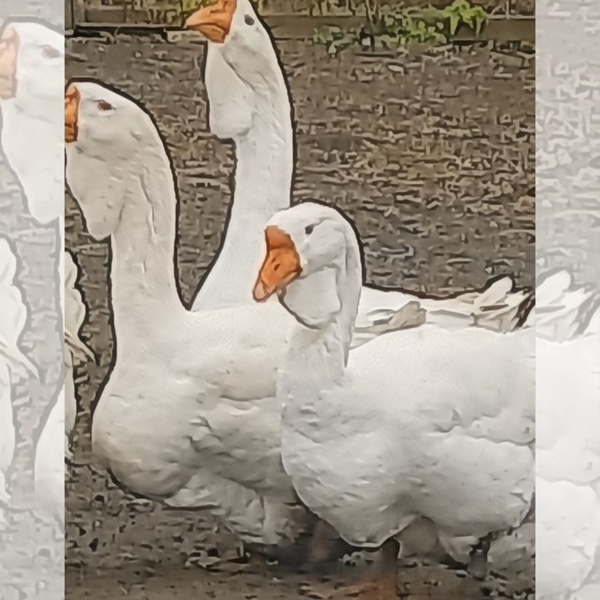 Инкубационное яйцо холмогорских гусей