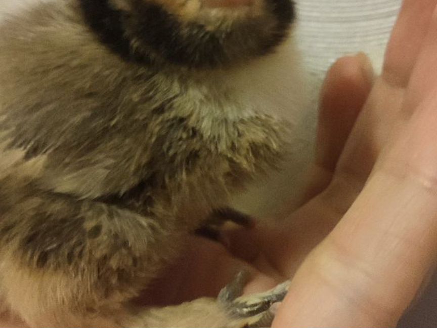 Цыплята суточные