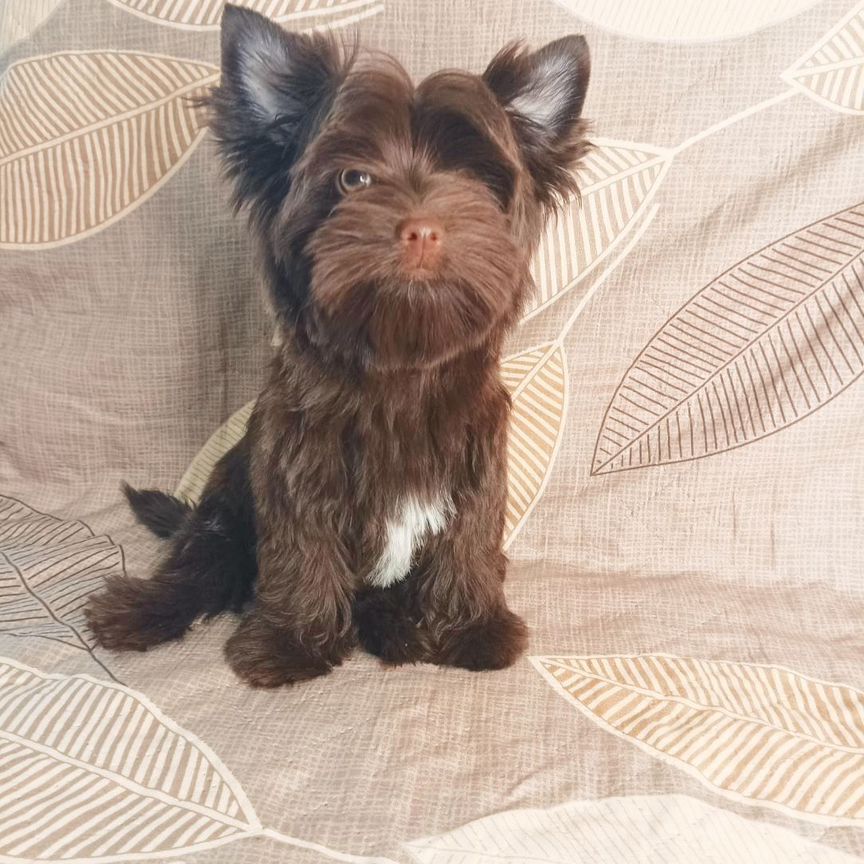 Йоркширский терьер