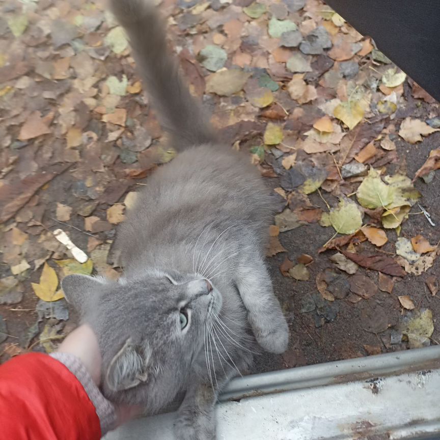 Котик Дымок