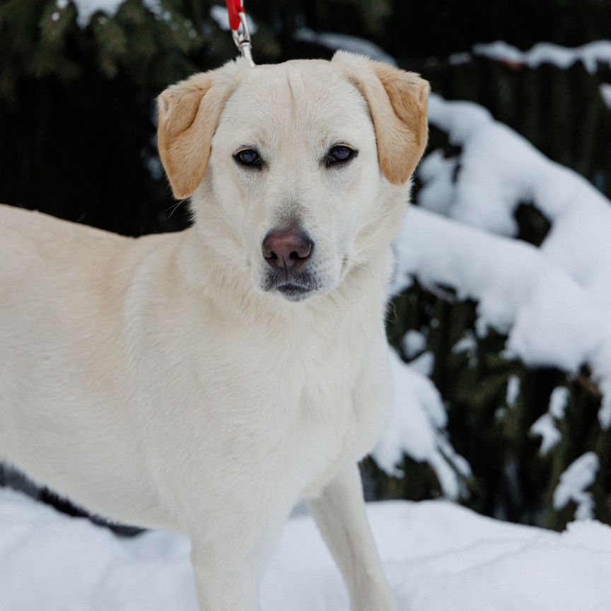 Отдам в добрые руки молодого пса. Привезем домой