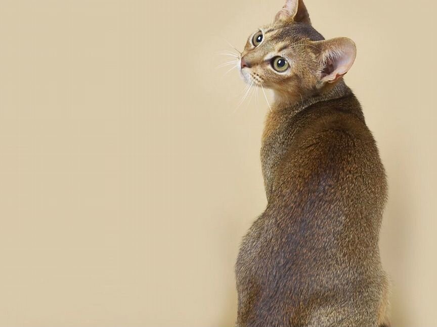 Абиссинские кошки