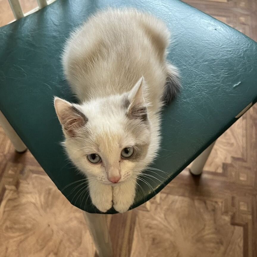 Отдам в добрые руки кошечку Луну