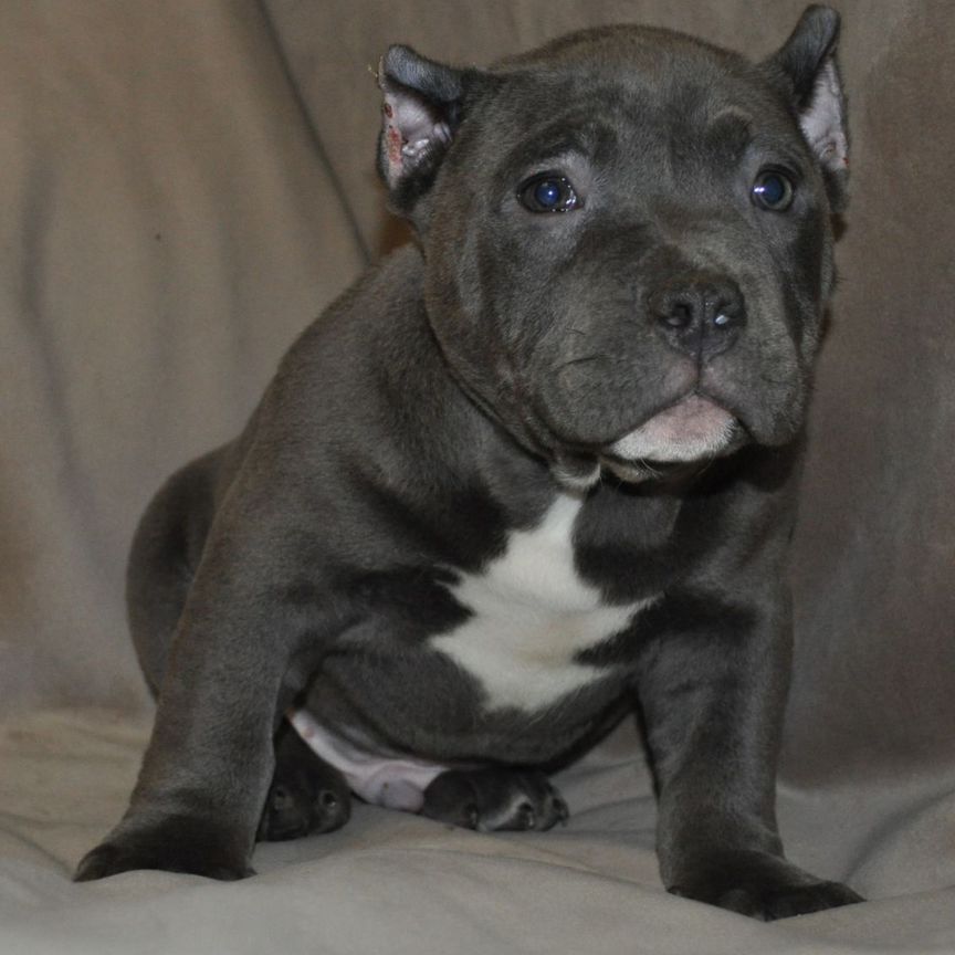 Американский булли, щенок