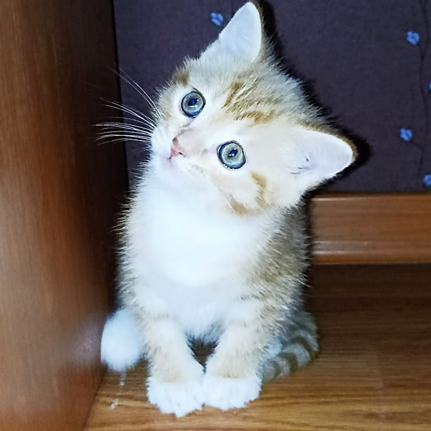 Котята в добрые руки, Персик и Дуняша