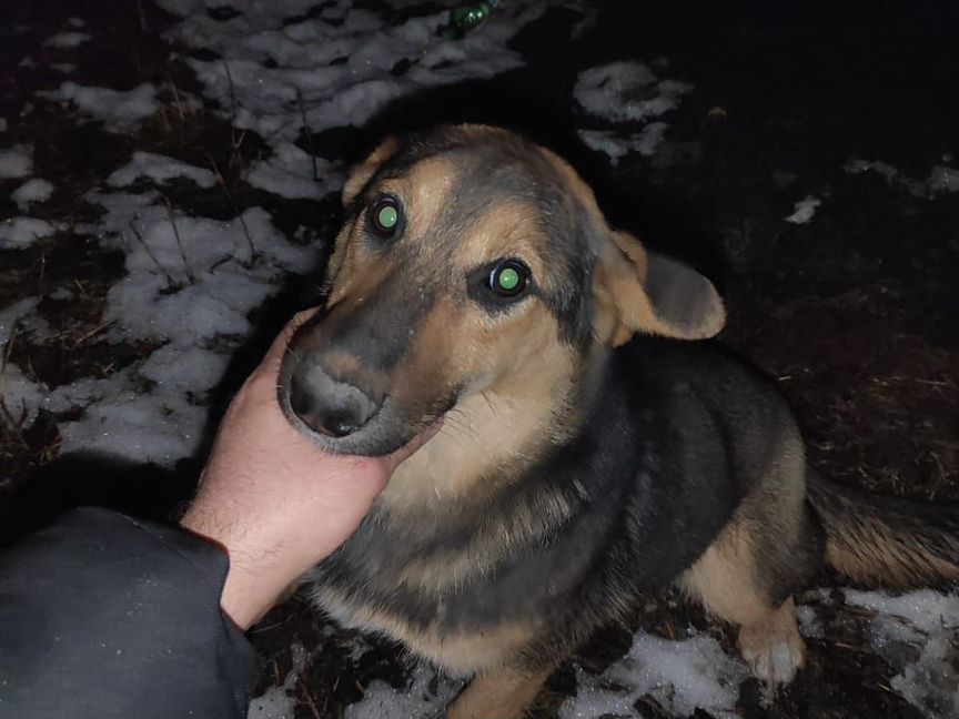 Собака в добрые руки отдам бесплатно