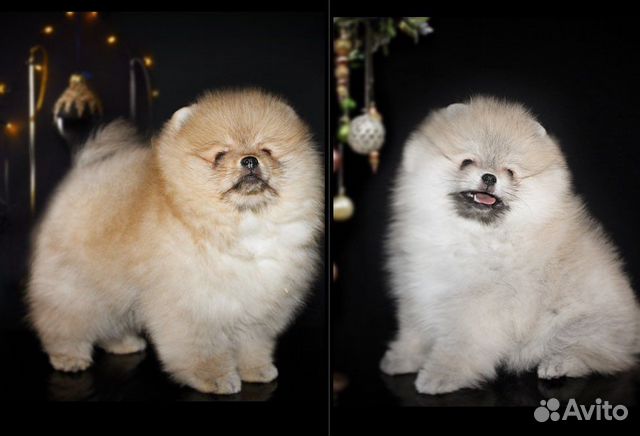 Померанский шпиц девочка