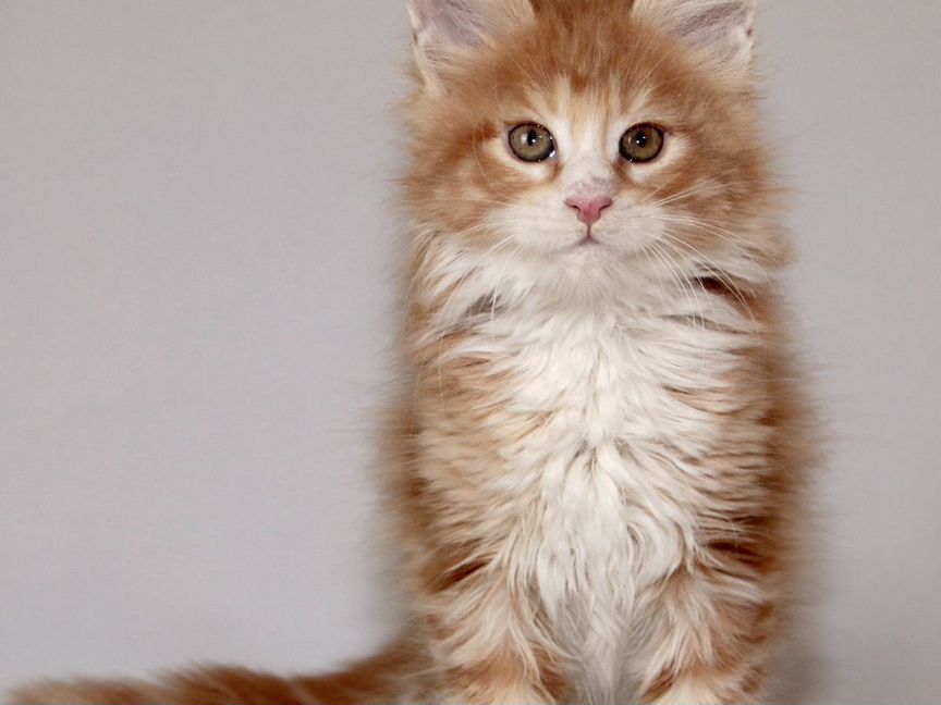 Рыжий котик