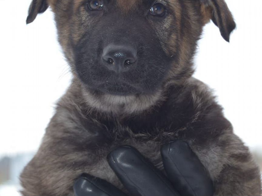 Щенки немецкой овчарки