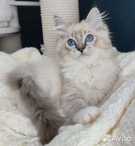 Boy, рэгдолл с родословной