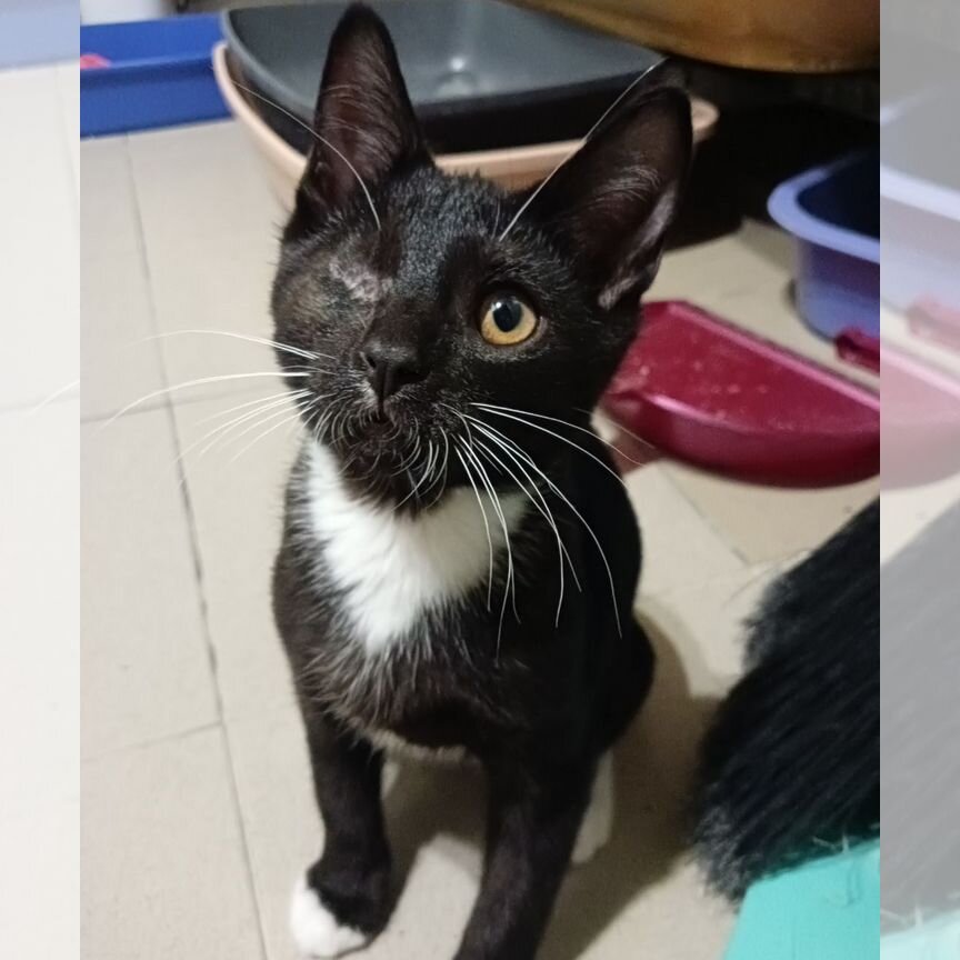 Особенный котенок в дар