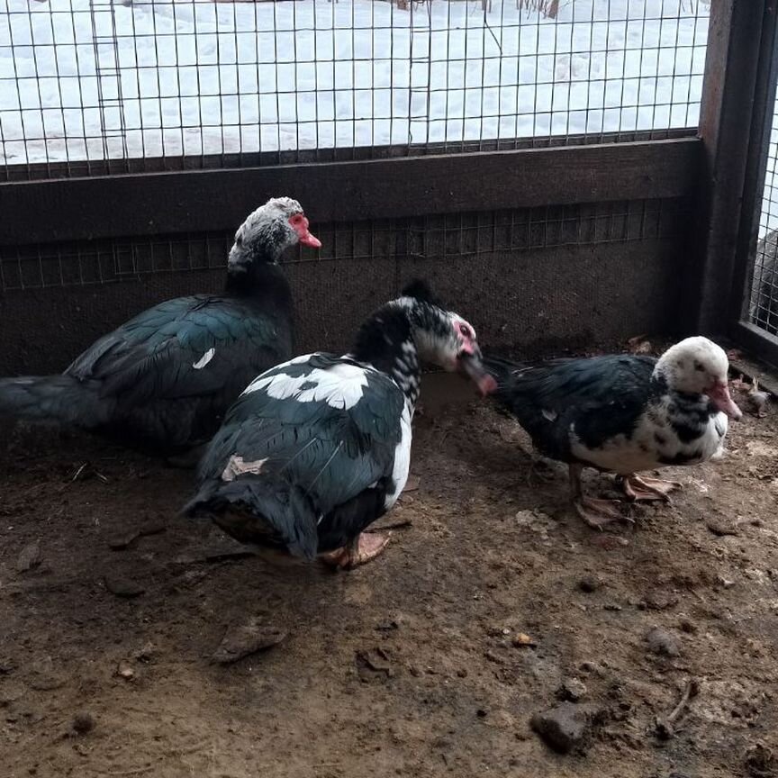 Утка селезень обмен