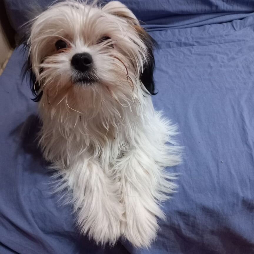 Маленький мальчик ищет дом