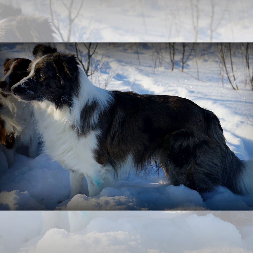 Бордер-колли, вязка