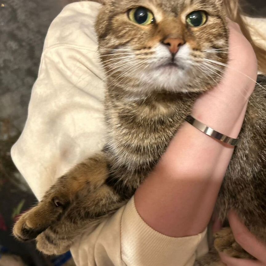 Ищу хозяина для кота